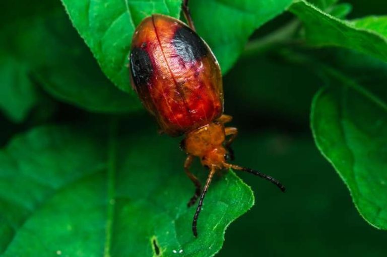 Lietas, kas jāzina par sarkanajām vabolēm, kas uzglūn lilijām