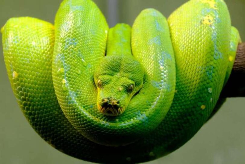 Zaļā koka čūska: prognozes par 2025. gadu un ko no tā sagaidīt