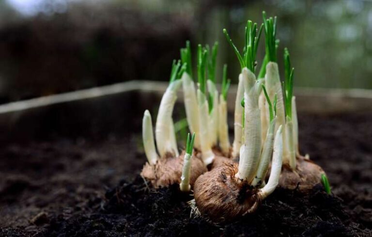 Kad ir īstais laiks stādīt sīpolus - tas būtu jādara daudz agrāk nekā ...